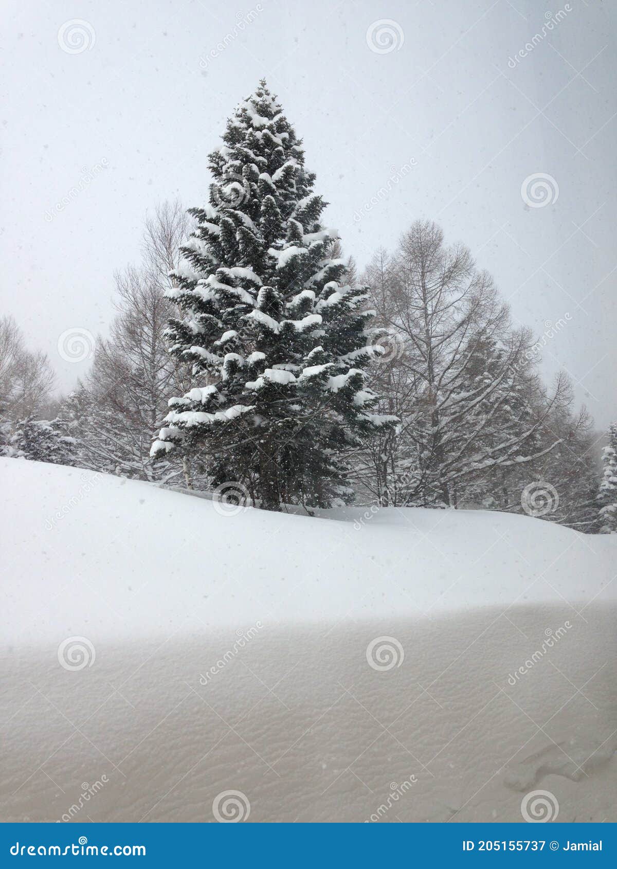 A Pine Tree on Cold Snowing Weather Stock Image - Image of blizzard ...