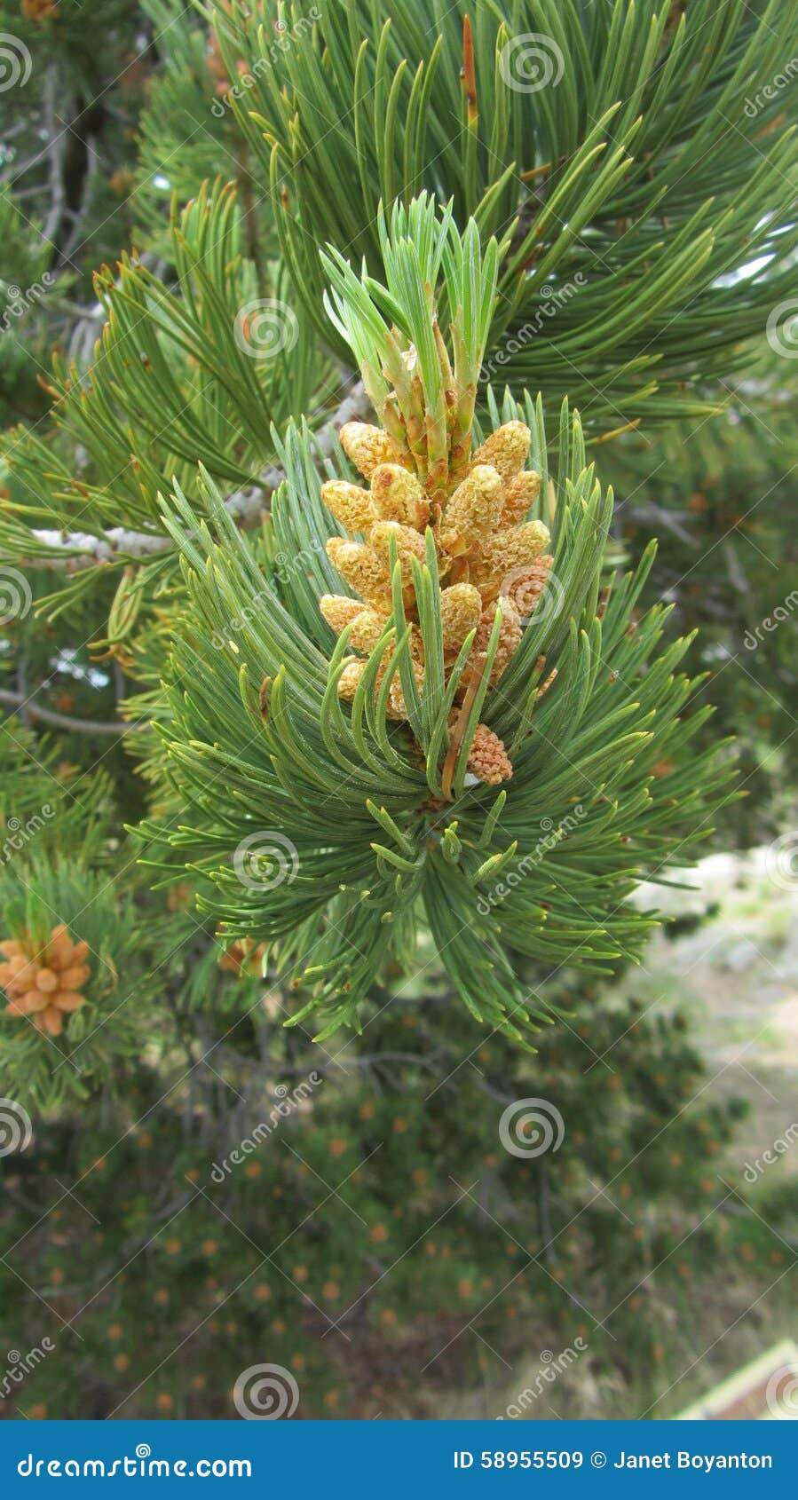 Pine tree in Colorado stock image. Image of pinecone - 58955509