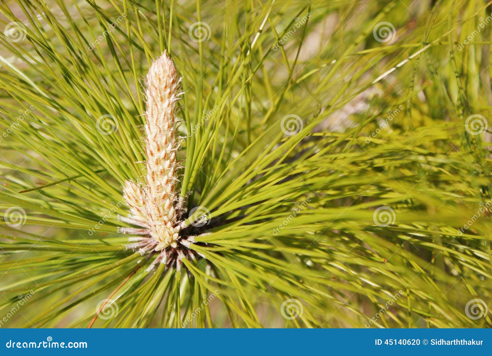 Pine Tree Cone Bud stock photo. Image of botany, floral - 45140620