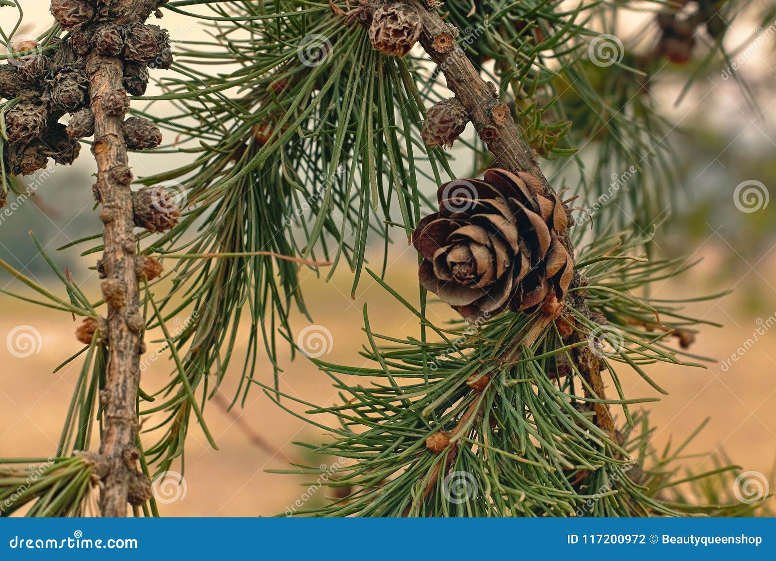Pine Tree Cone Close Up Siberian Tree Stock Photo - Image of tree ...