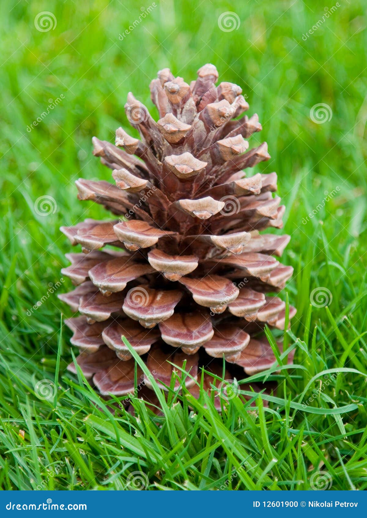 Pine Tree Cone on Green Grass Stock Photo - Image of macro, forest ...