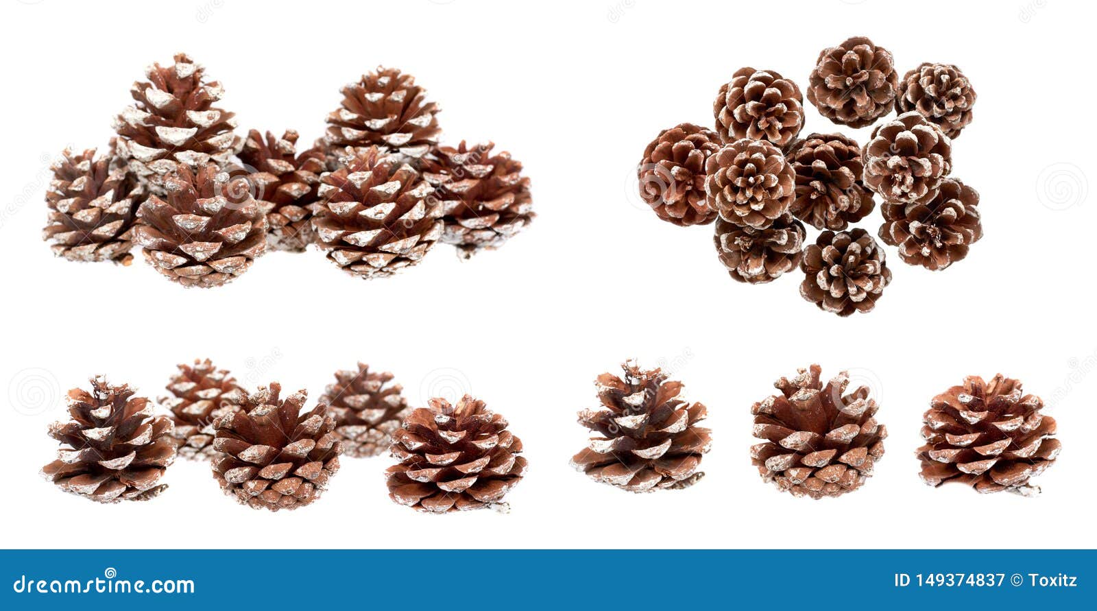 Pine Tree Cone, Set and Collection. Isolated Stock Image - Image of ...