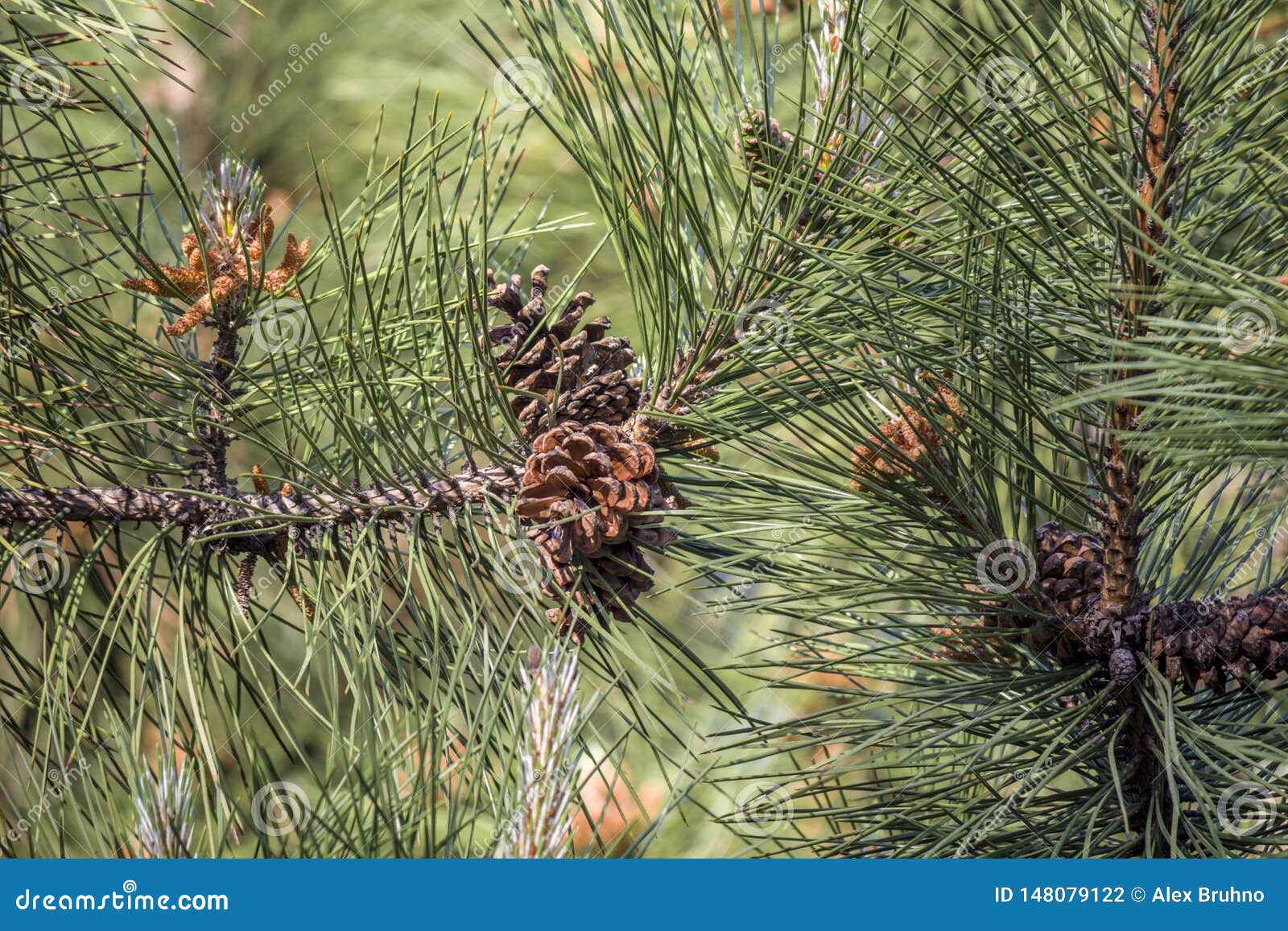 Pine Tree Pine Cones. Pine Needles. Green Tree. Stock Photo - Image of ...