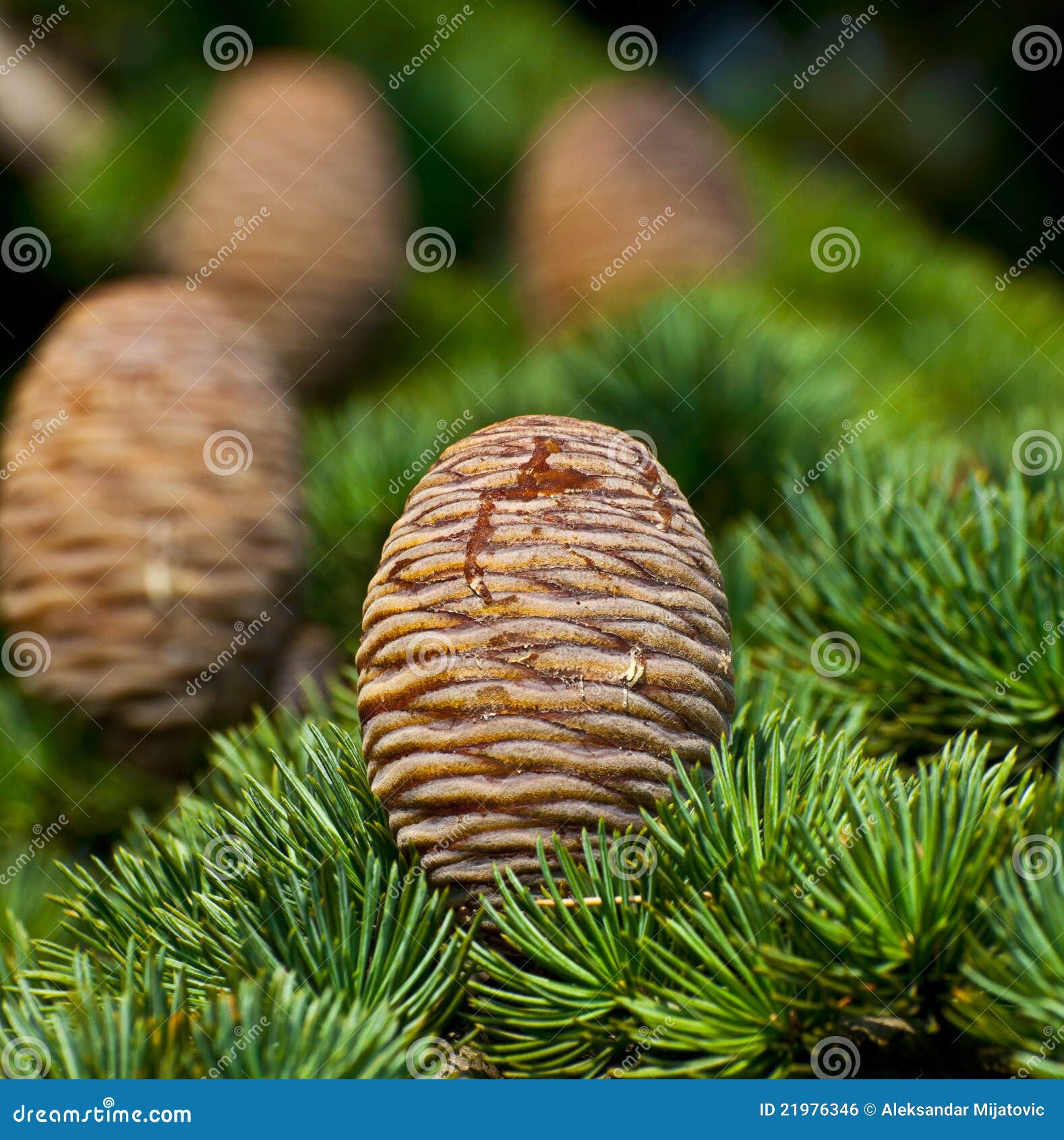 Pine Tree and Cones Closeup Stock Photo - Image of christmas, pine ...