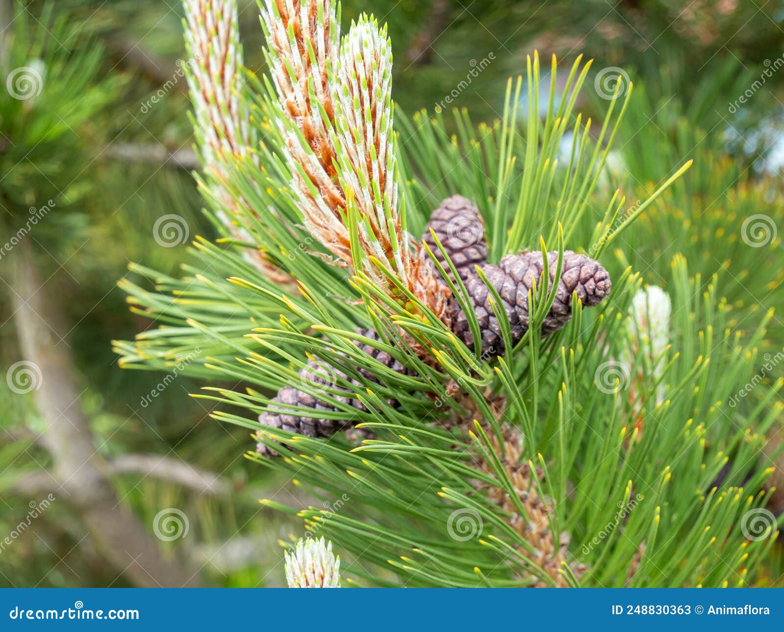 Pine Tree with Cones in Spring Stock Image - Image of season, scots ...