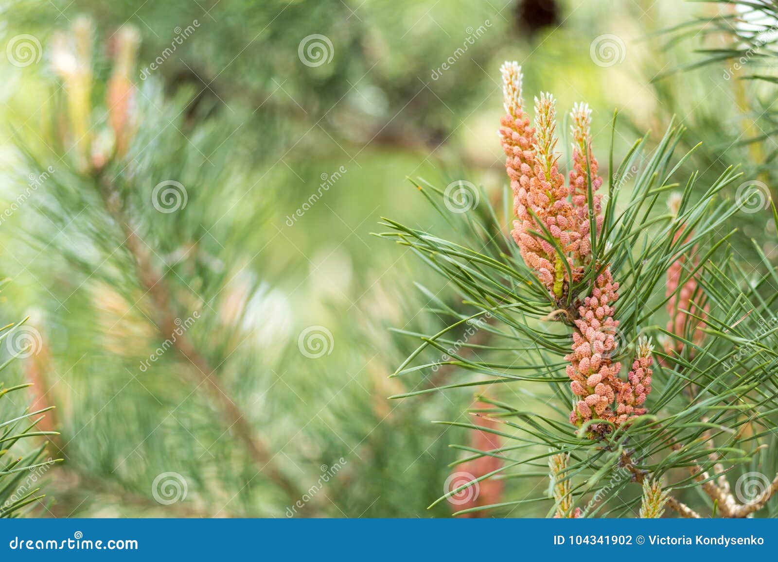 Pine Tree with Pine Cones in the Spring Forest Stock Photo - Image of ...