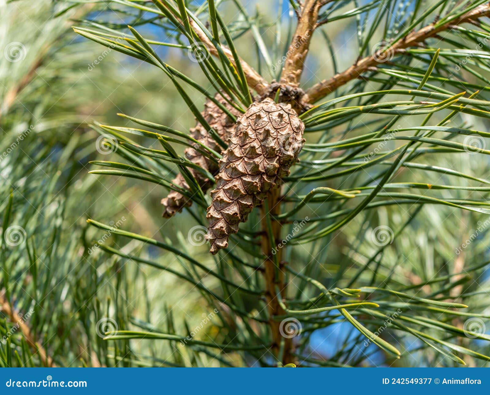 Pine Tree with Cones in Spring Stock Image - Image of alternative ...