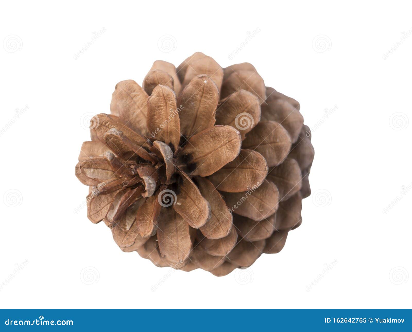 Pine Tree Cones Top View Isolated Stock Image - Image of tree, aerial ...