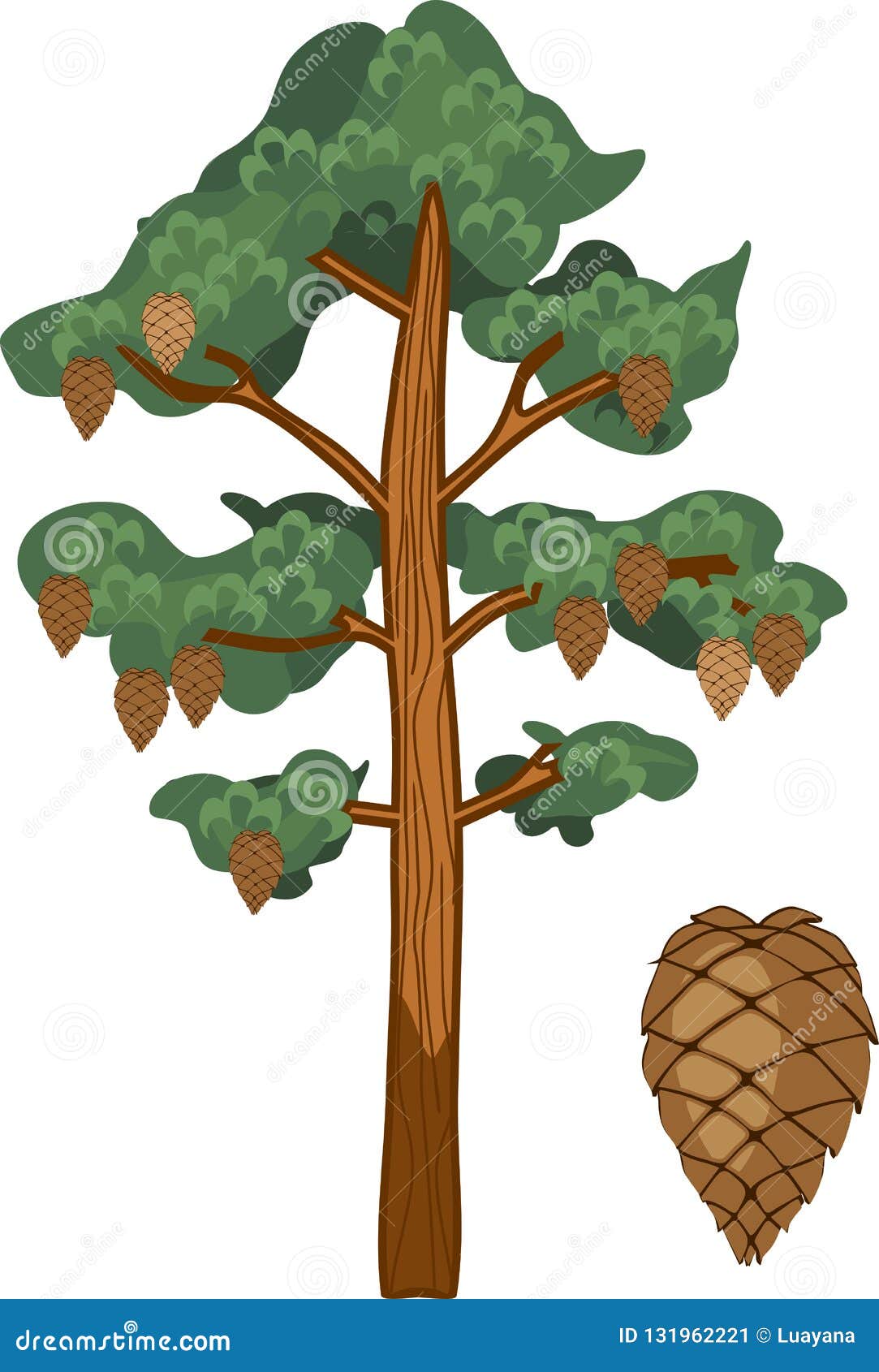Pine tree with cones stock vector. Illustration of isolated - 131962221