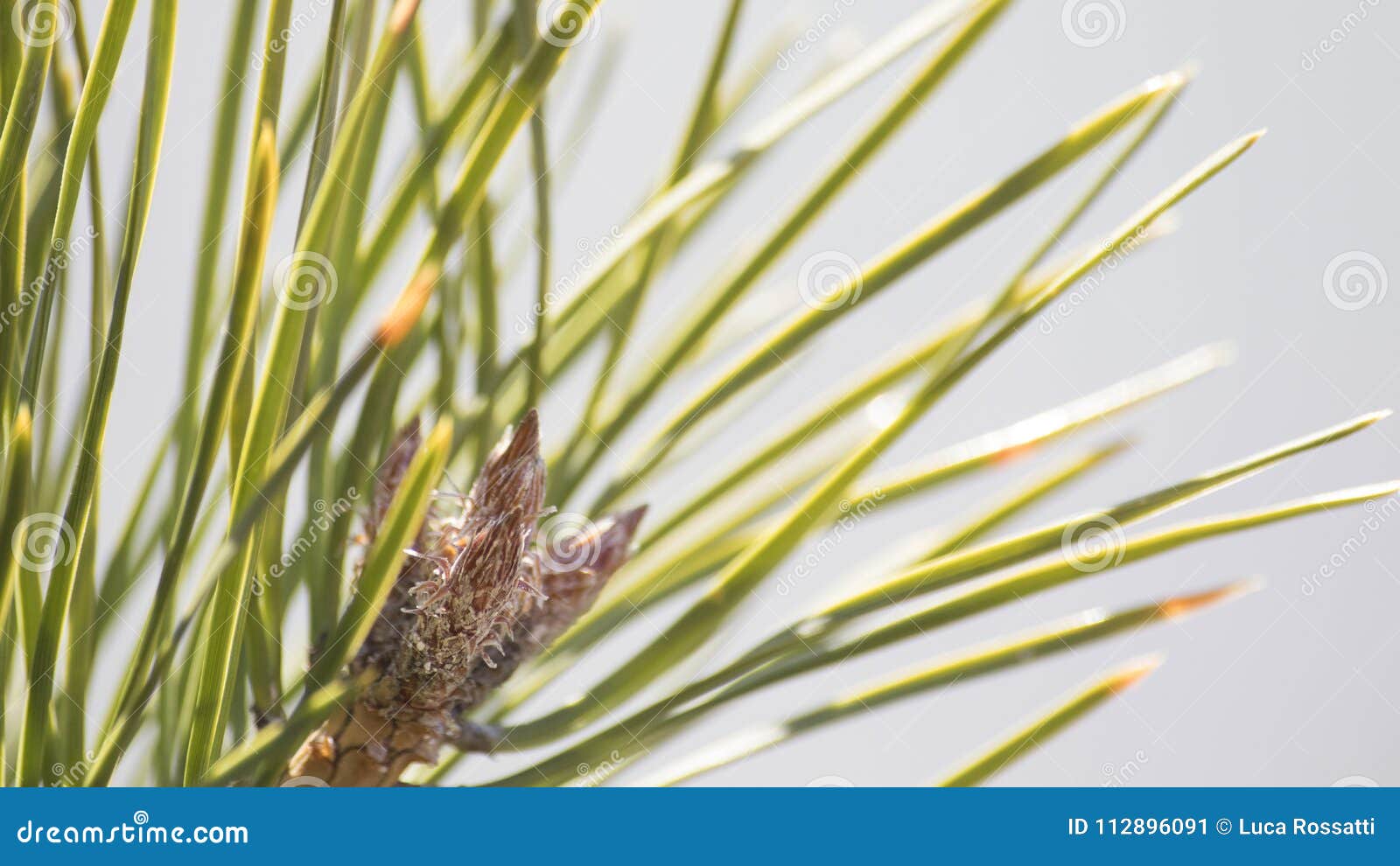 Pine Tree Conifer with Many Pine Needles Stock Image - Image of ...