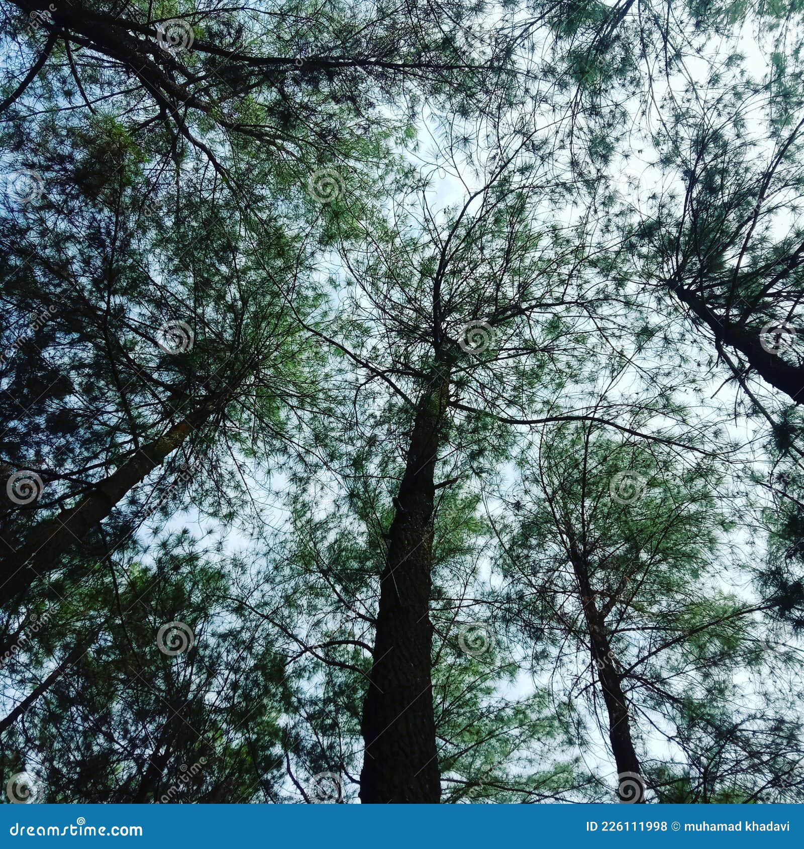 The pine tree is so cool stock photo. Image of sunlight - 226111998