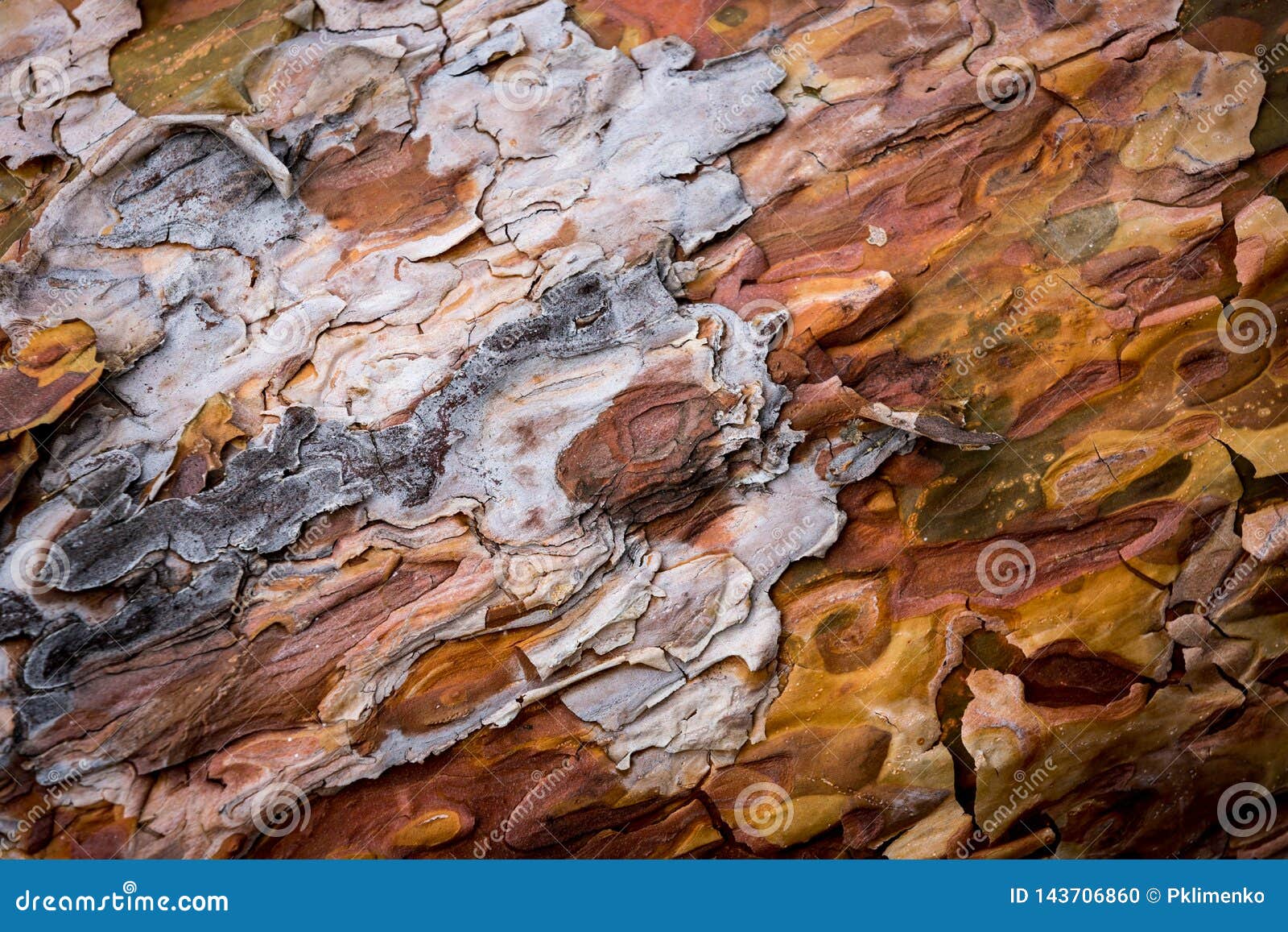 Pine tree cortex surface stock photo. Image of plant - 143706860