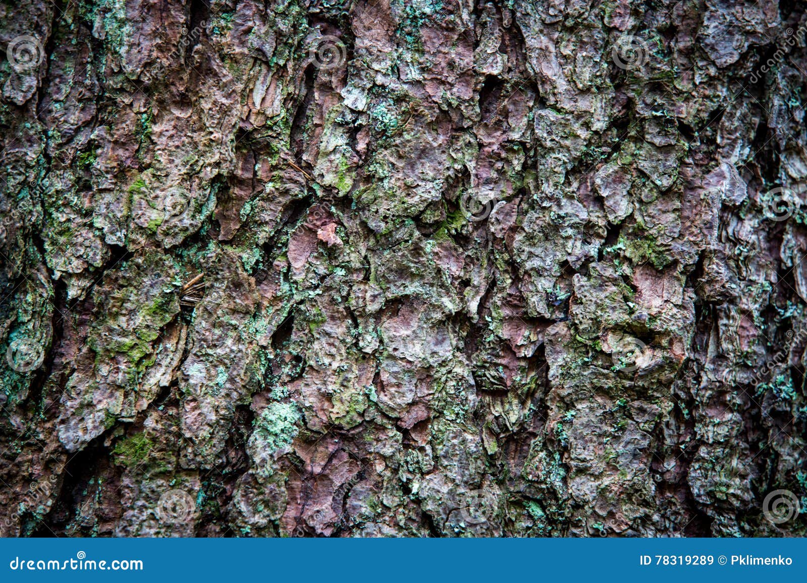 Pine tree cortex texture stock image. Image of wood, background - 78319289