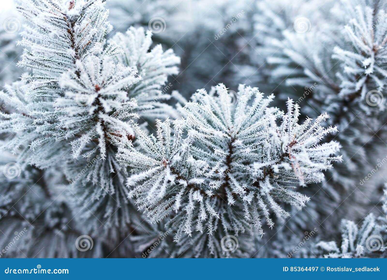 Pine Tree Covered with Frost Stock Image - Image of coniferous, branch: 85364497