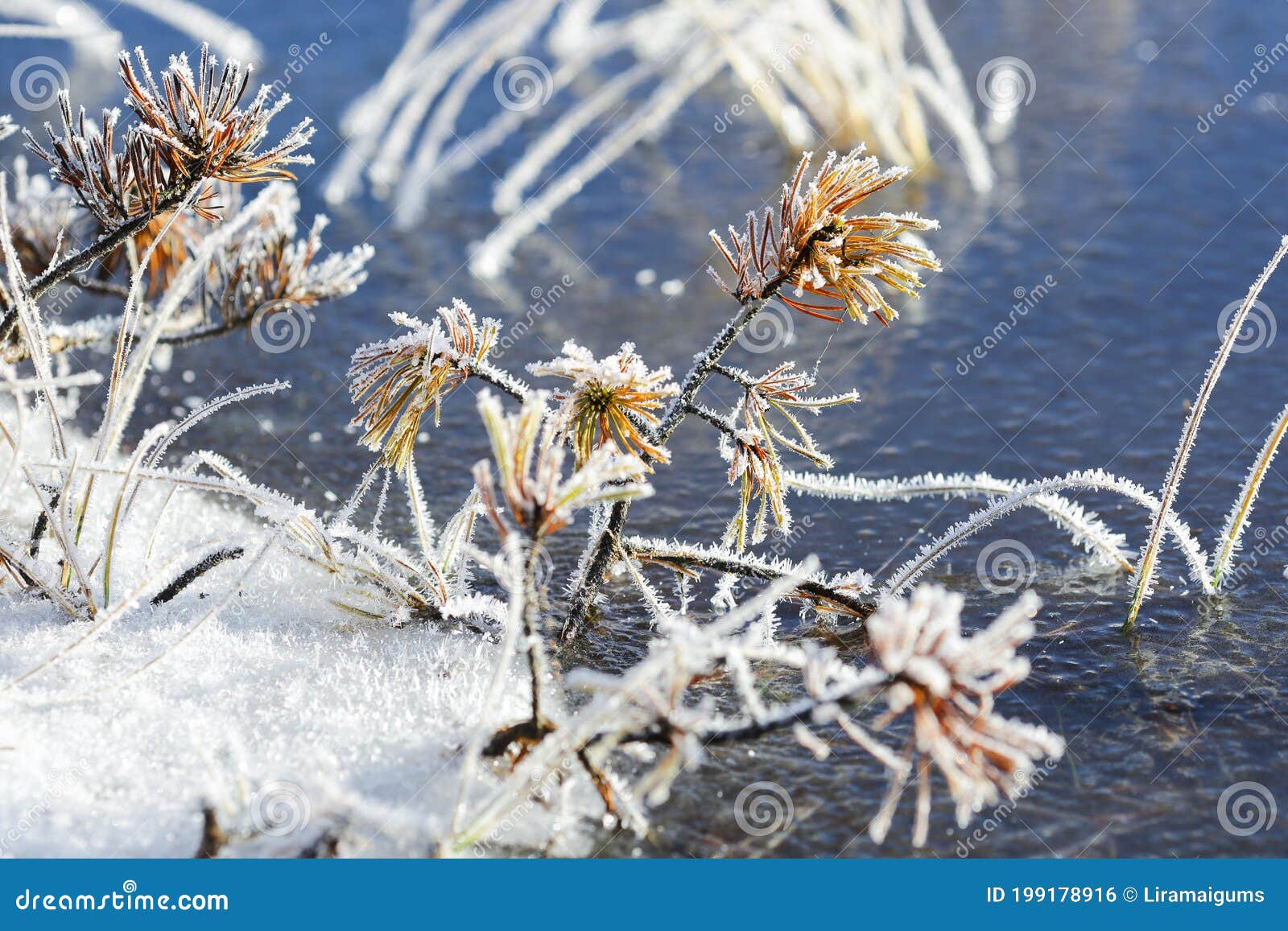 Frozen pine tree stock photo. Image of sunset, weather - 199178916
