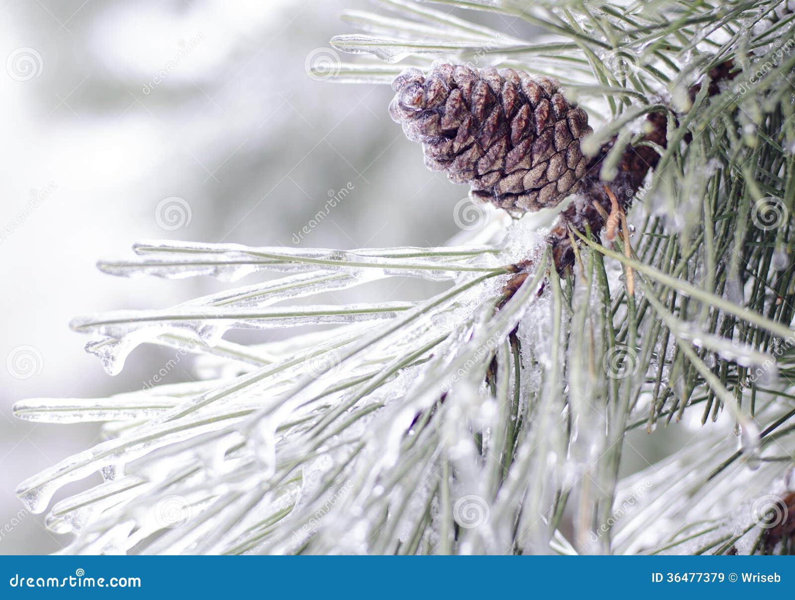 A pine tree covered in ice stock image. Image of freeze - 36477379