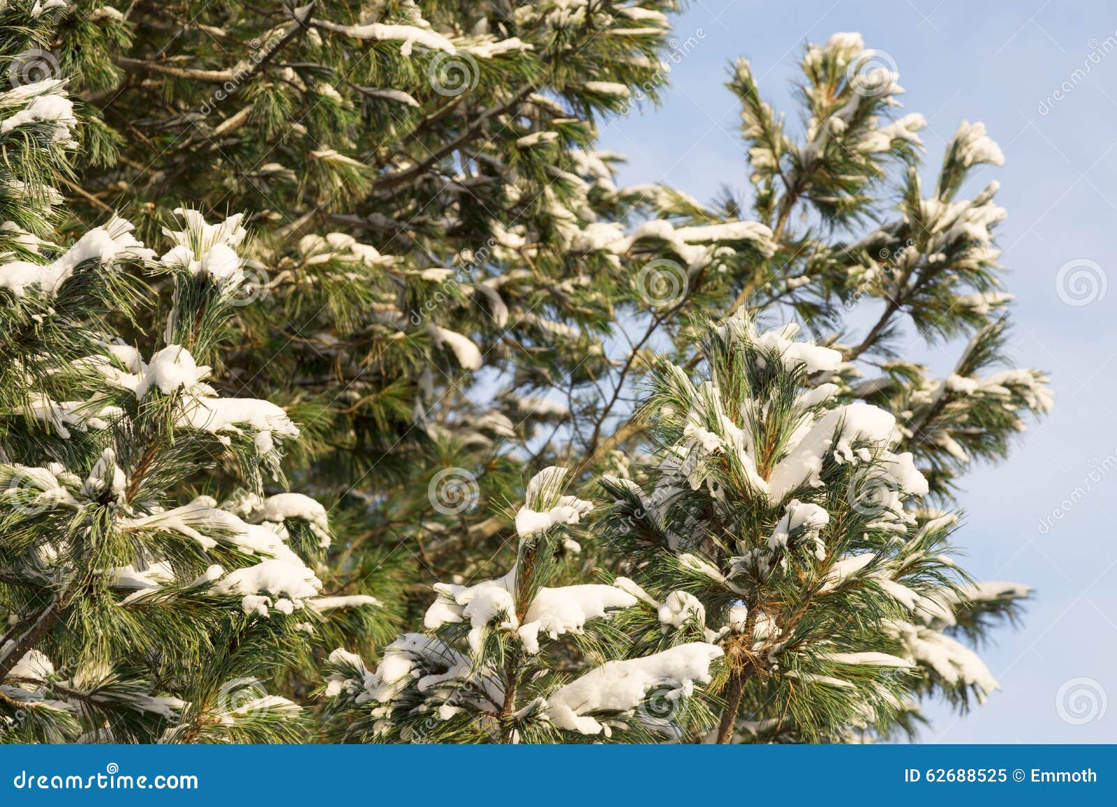 Pine Tree Covered in Snow stock image. Image of nature - 62688525