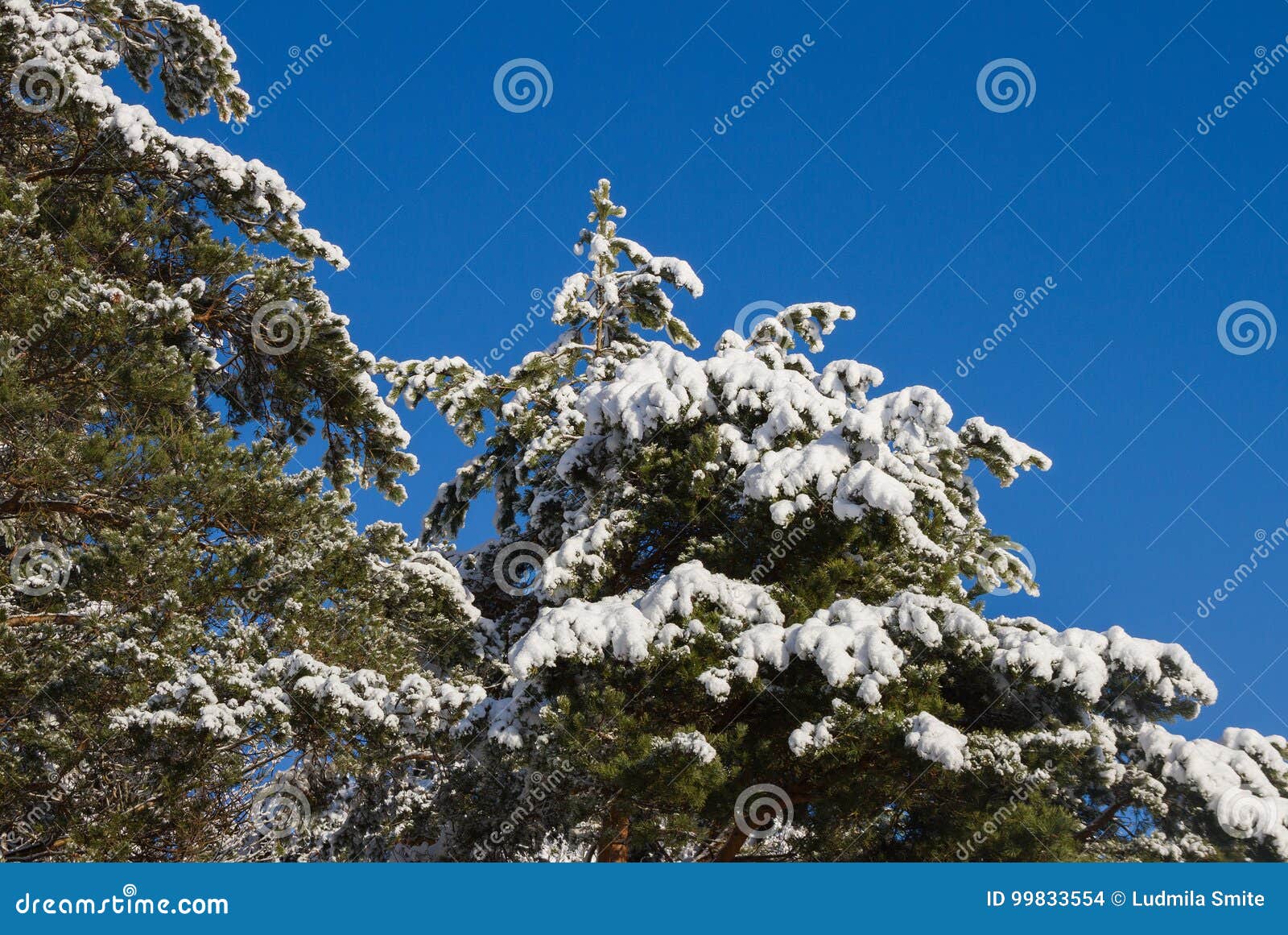 Pine Tree Covered with Snow. Stock Photo - Image of blue, countryside ...