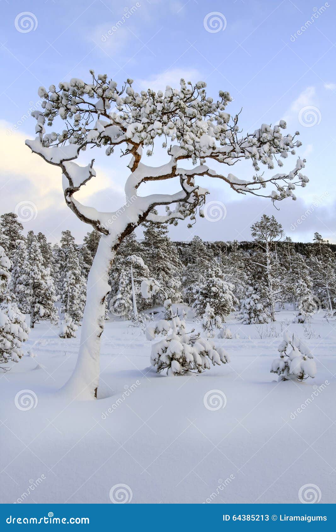 Pine tree stock image. Image of pines, nature, pine, trees - 64385213