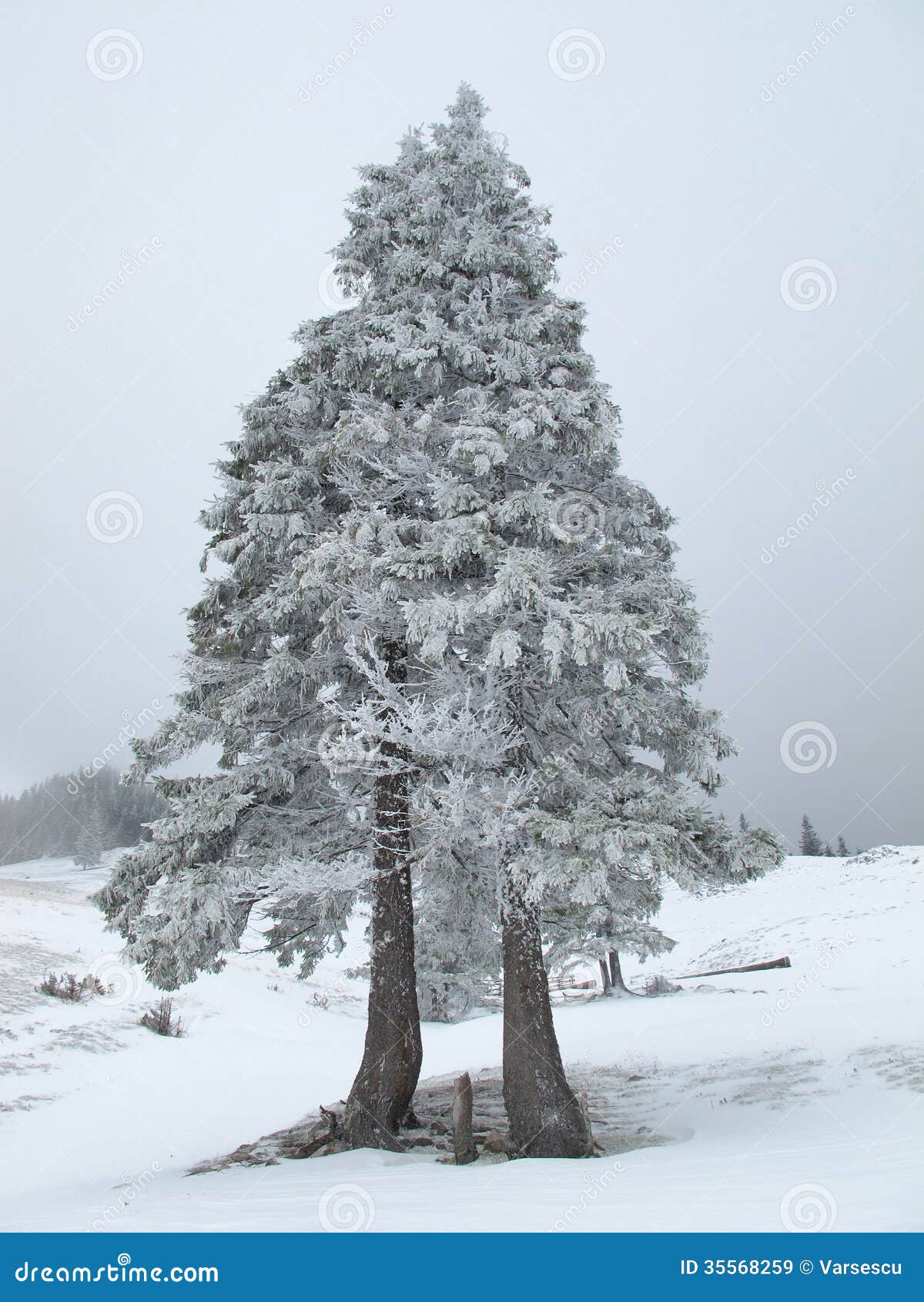 Pine Tree Covered in Snow stock image. Image of summit - 35568259