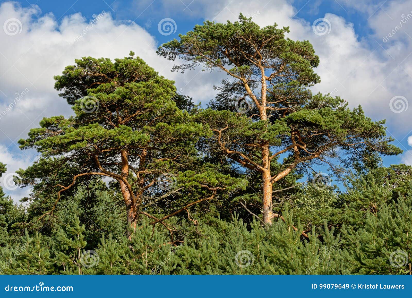 Pine tree crests stock image. Image of evergreen, blue - 99079649