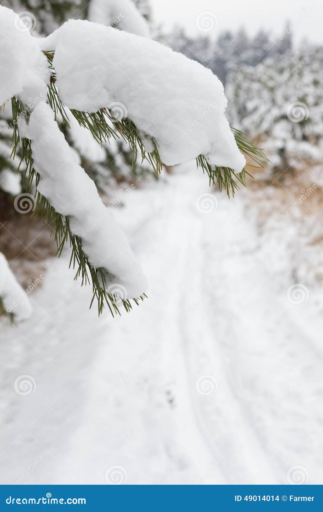 Pine Tree and Cross Country Path Stock Photo - Image of evergreen ...