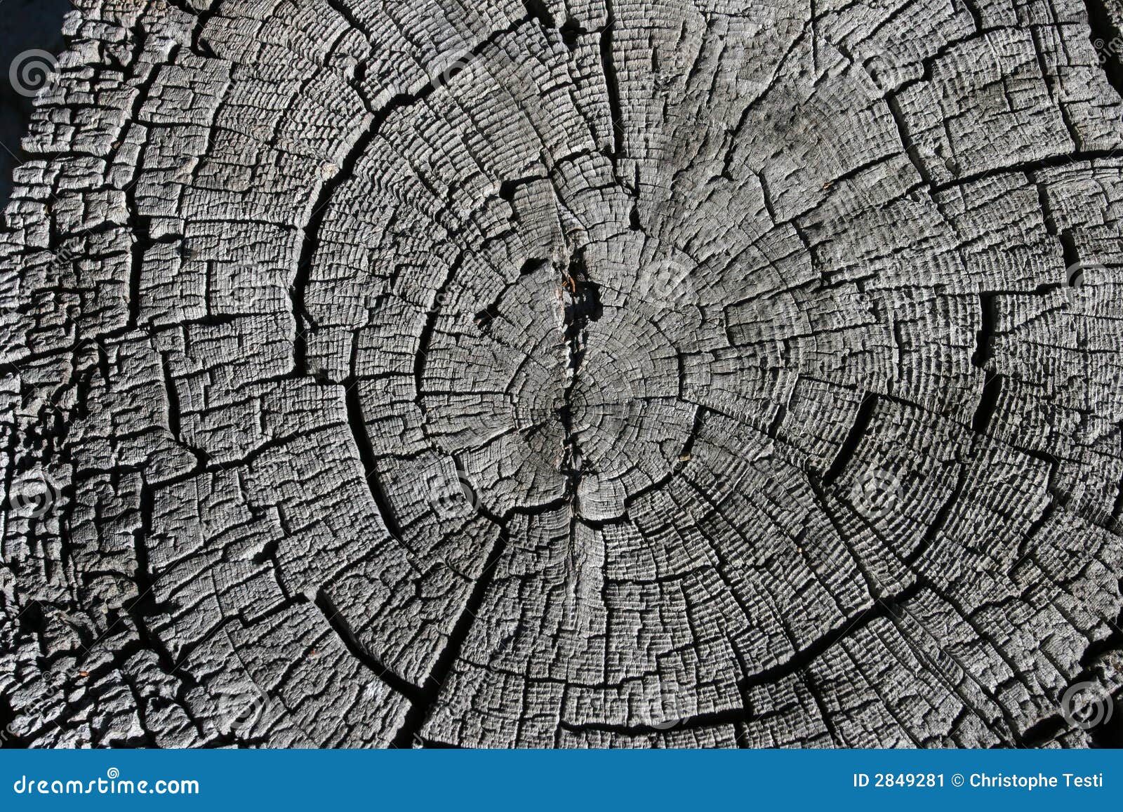 Pine Tree cross section stock image. Image of grain, cross - 2849281