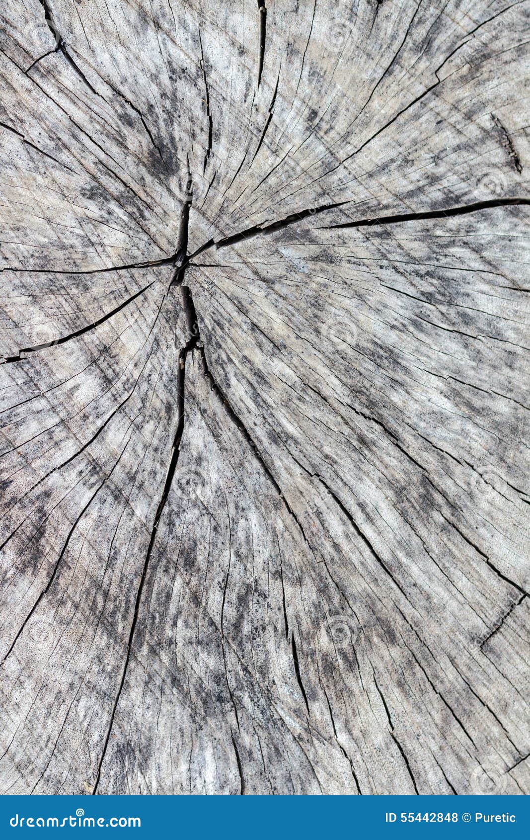 Pine Tree cross section stock photo. Image of aging, wooden - 55442848