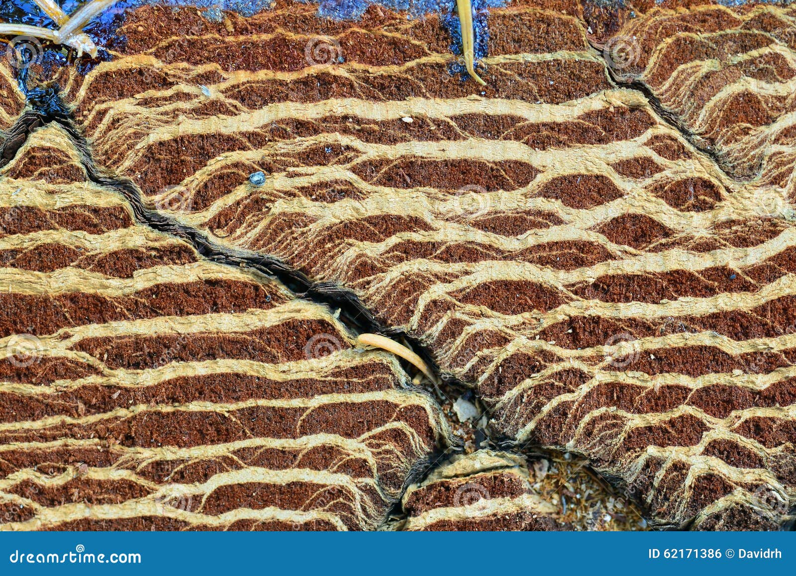 Pine Tree Cross Section Macro 01 Stock Photo - Image of lines, pattern ...