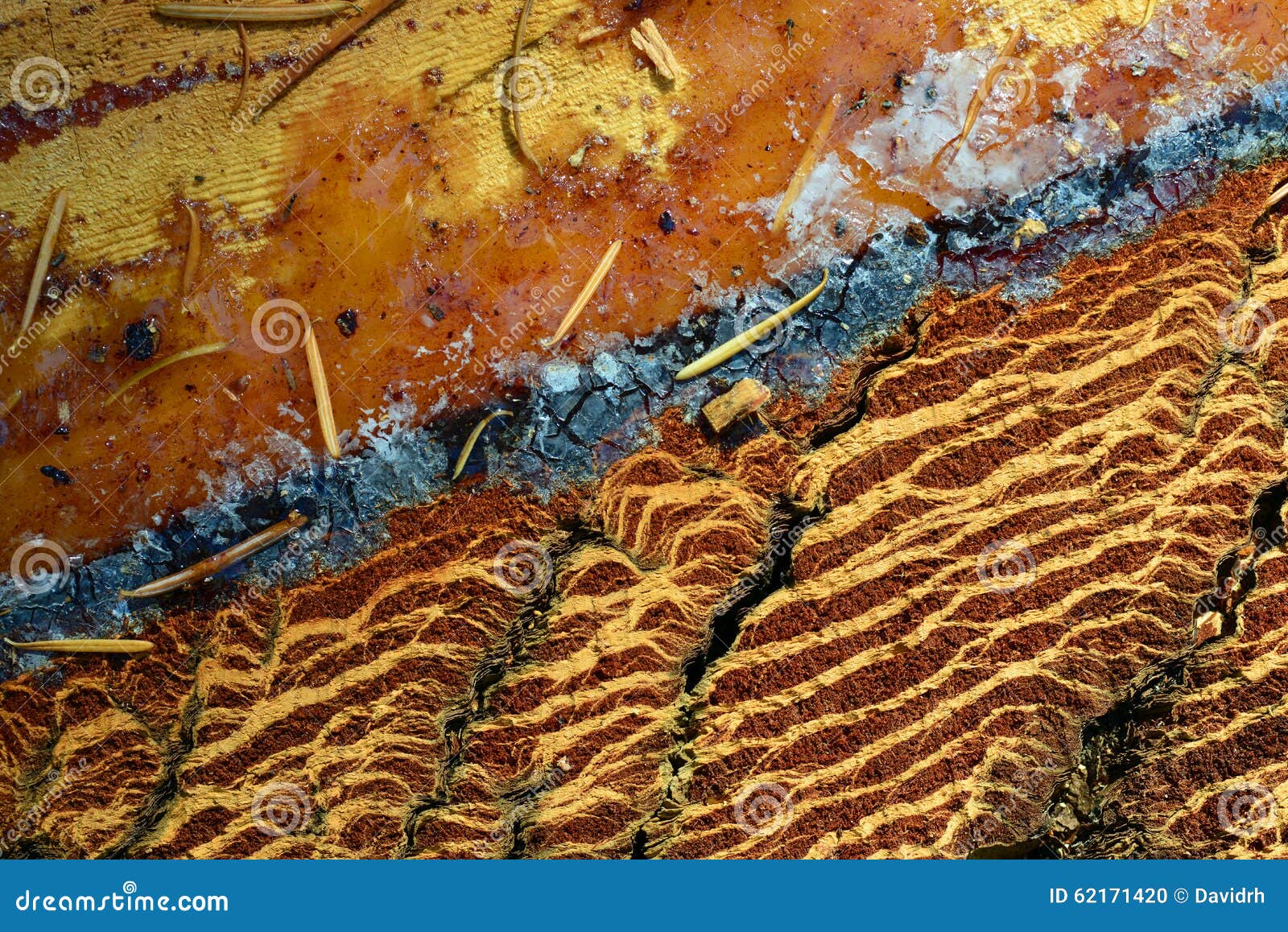 Pine Tree Cross Section Macro 02 Stock Photo - Image of trunk, nature ...