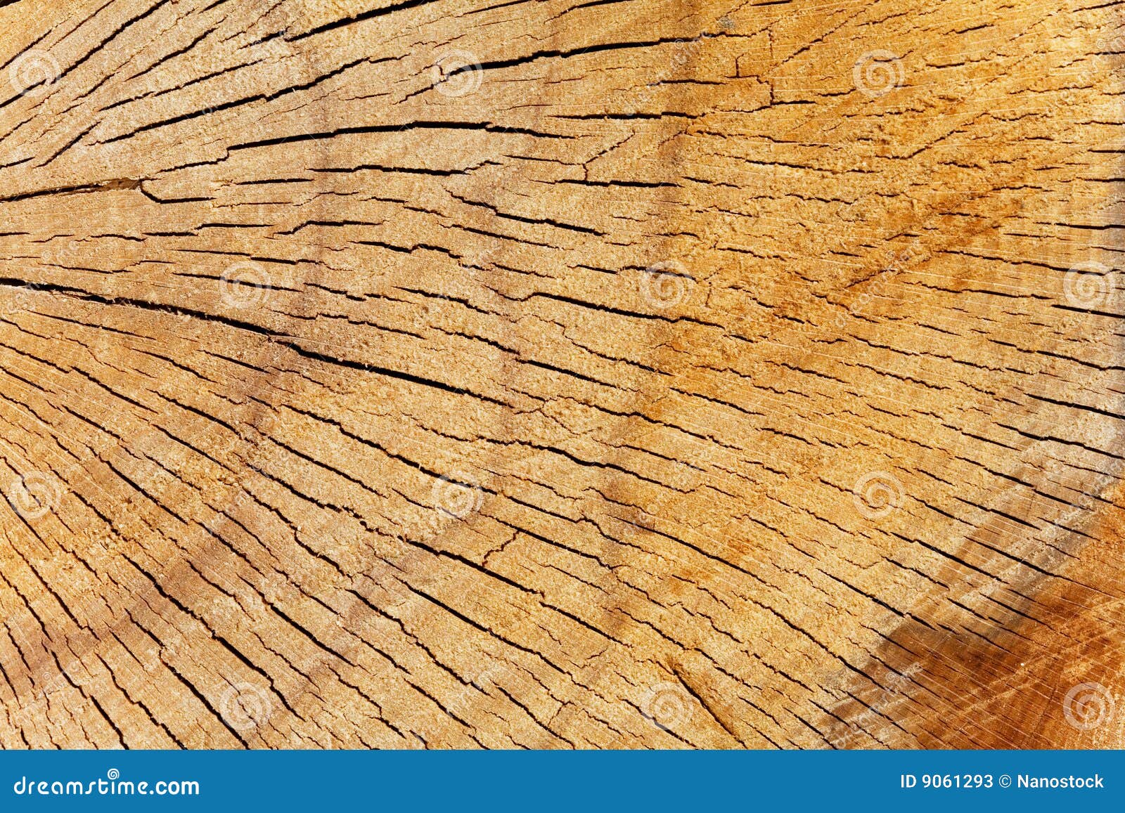Pine Tree Cross Section Texture Stock Photo | CartoonDealer.com #9061293