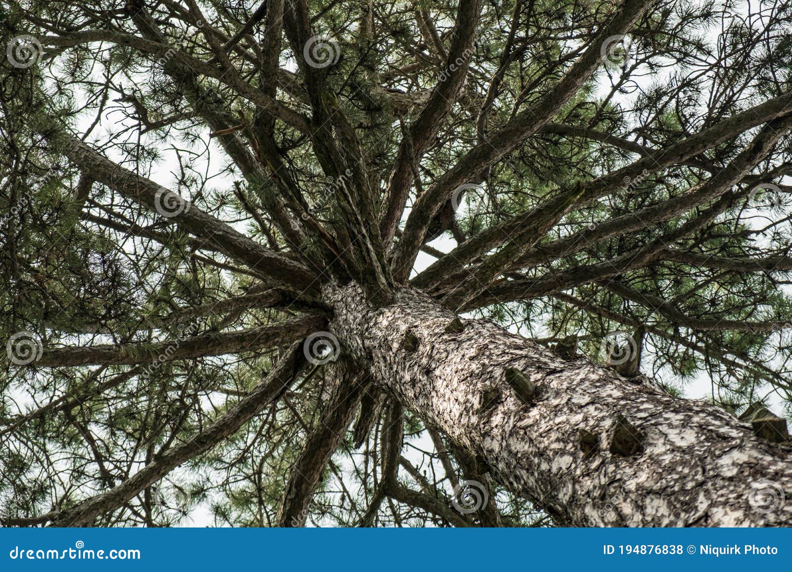 Pine Tree Branch Texture