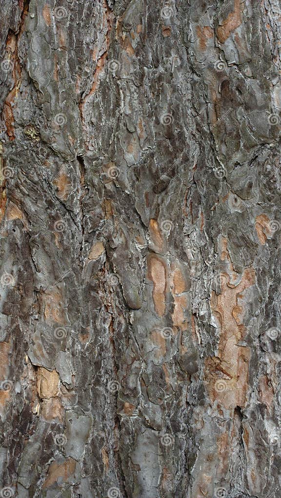 Pine tree crust stock photo. Image of bark, pine, growth - 10507964