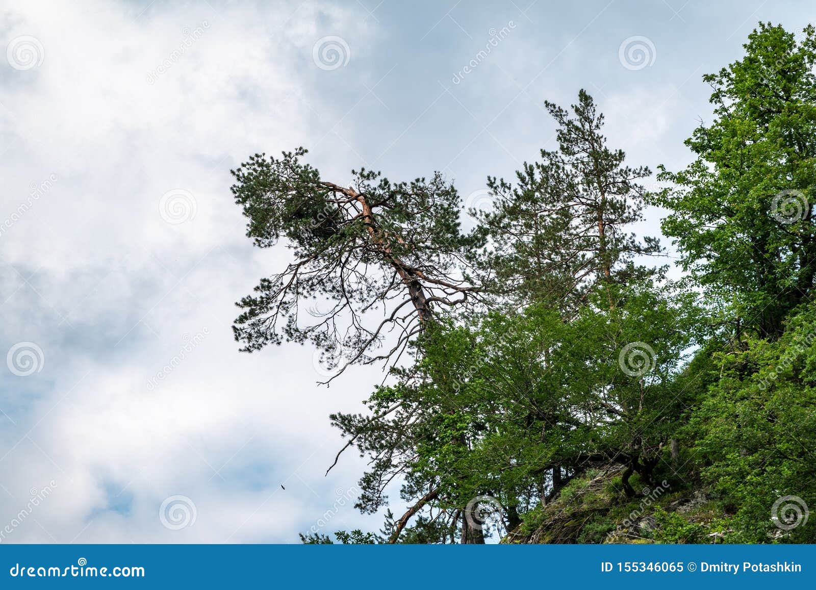 A Pine Tree with a Curved Trunk Grows on the Edge of a Cliff Stock ...