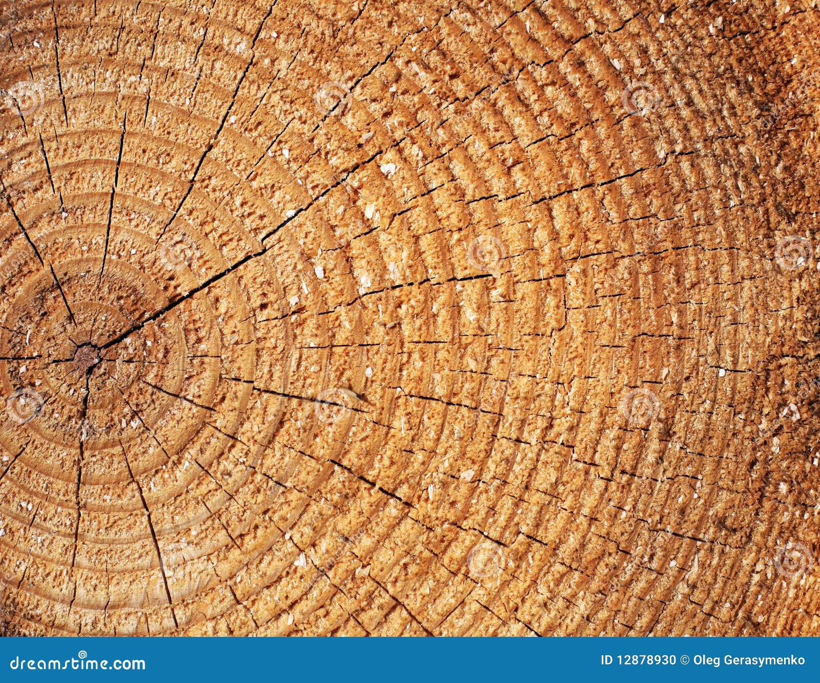 Pine tree cut texture stock photo. Image of ring, brown - 12878930