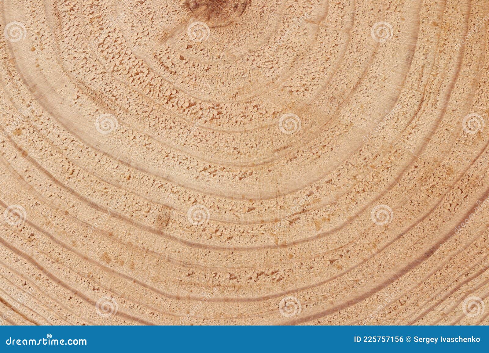 Pine tree cut texture. stock photo. Image of shape, circular - 225757156