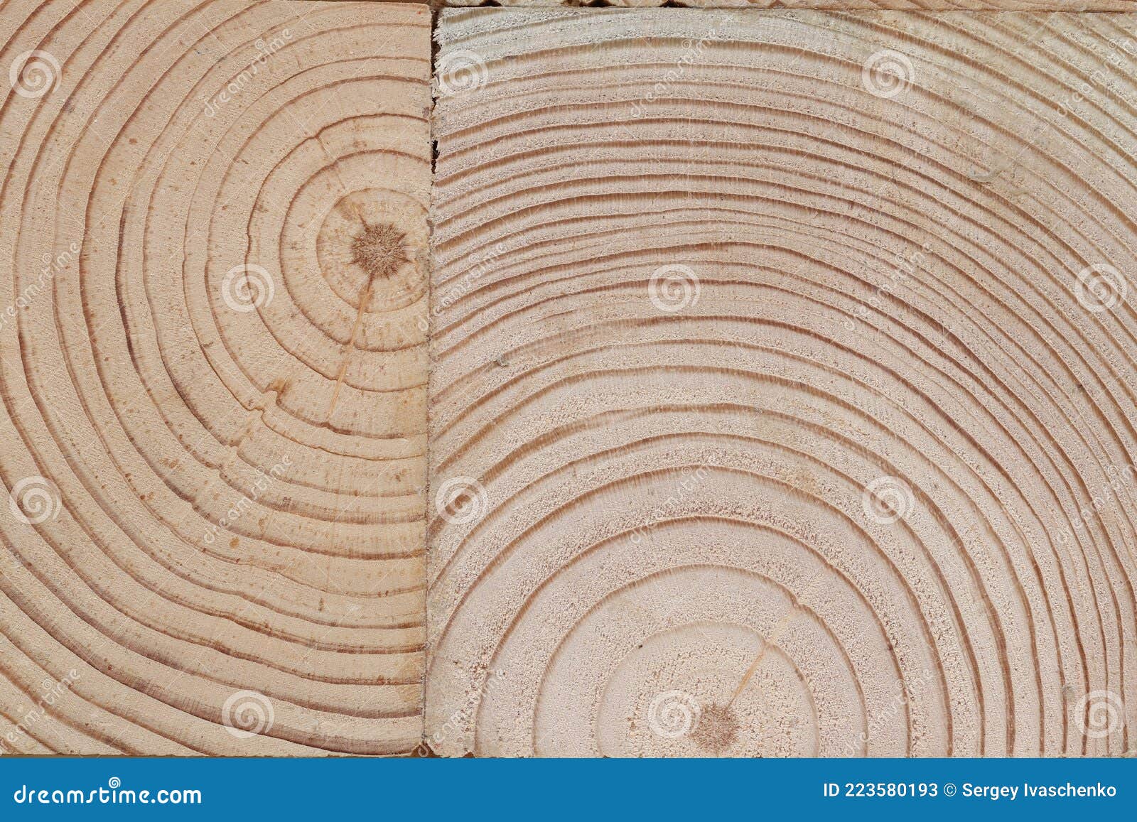 Pine tree cut texture. stock image. Image of pattern - 223580193