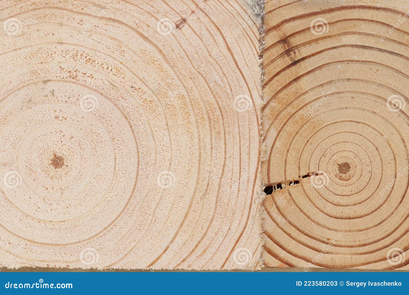 Pine tree cut texture. stock image. Image of nature - 223580203