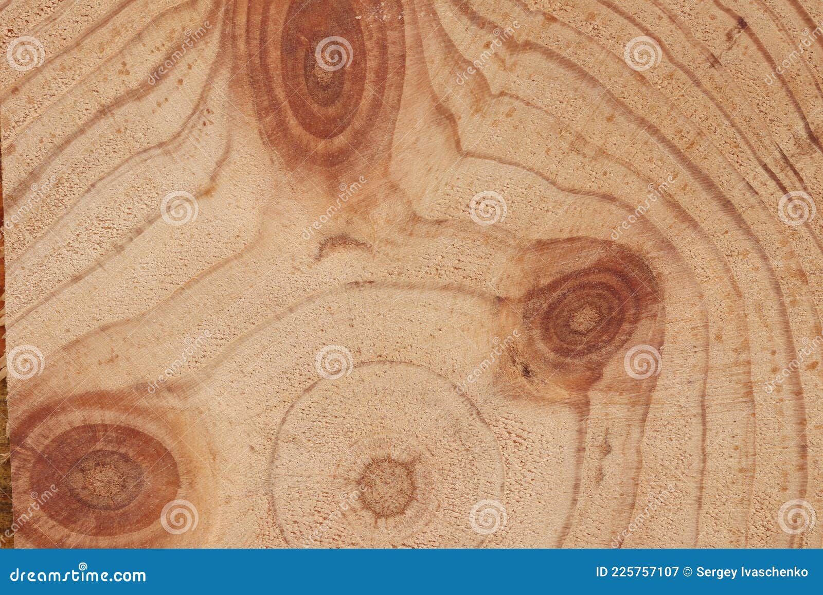 Pine tree cut texture. stock image. Image of brown, detail - 225757107