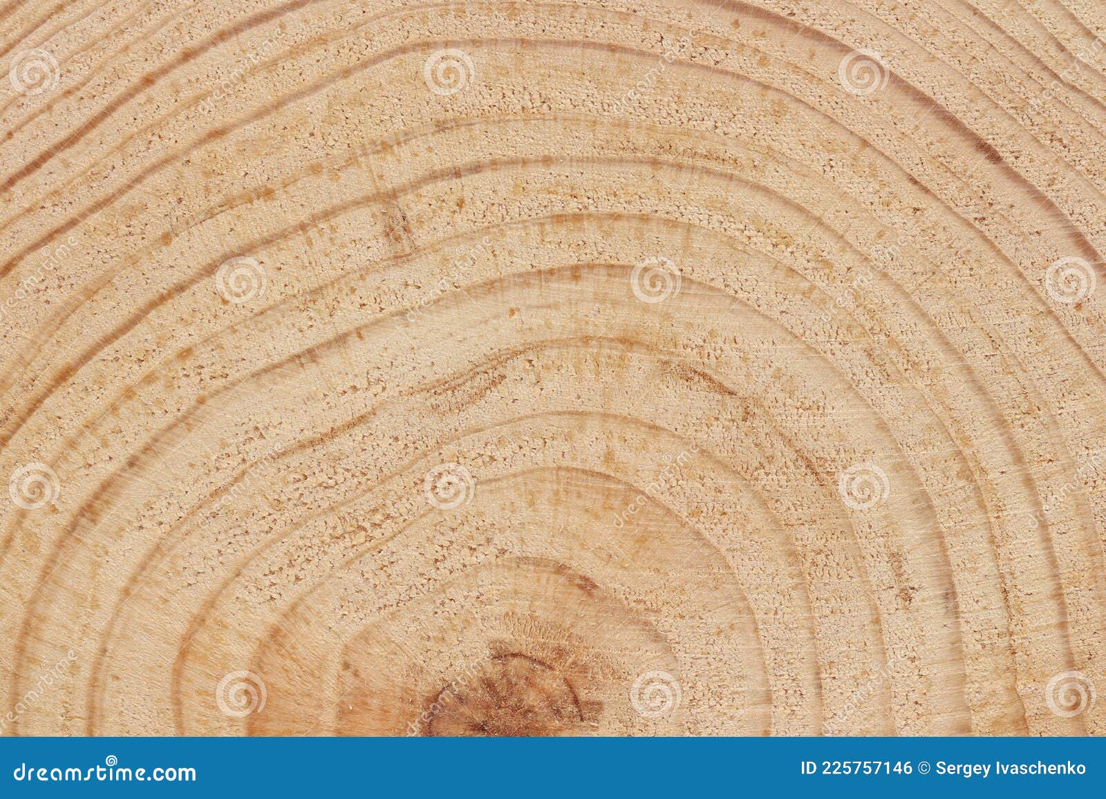 Pine tree cut texture. stock photo. Image of detail - 225757146