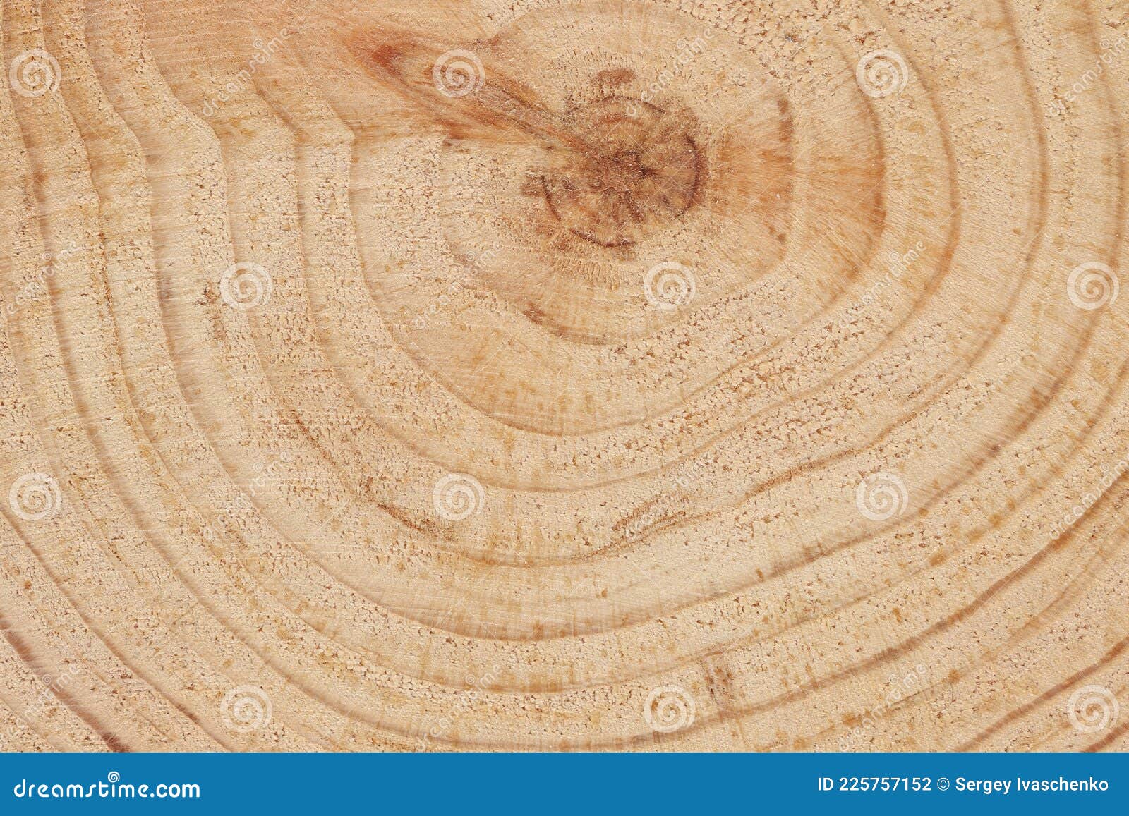 Pine tree cut texture. stock photo. Image of nature - 225757152