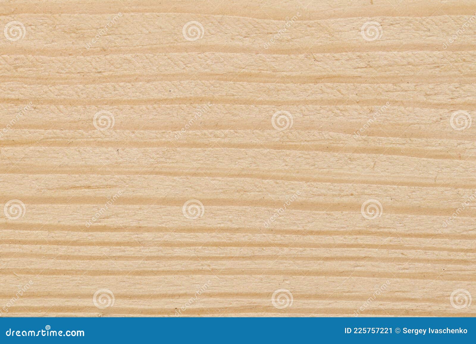 Pine tree cut texture. stock image. Image of design - 225757221