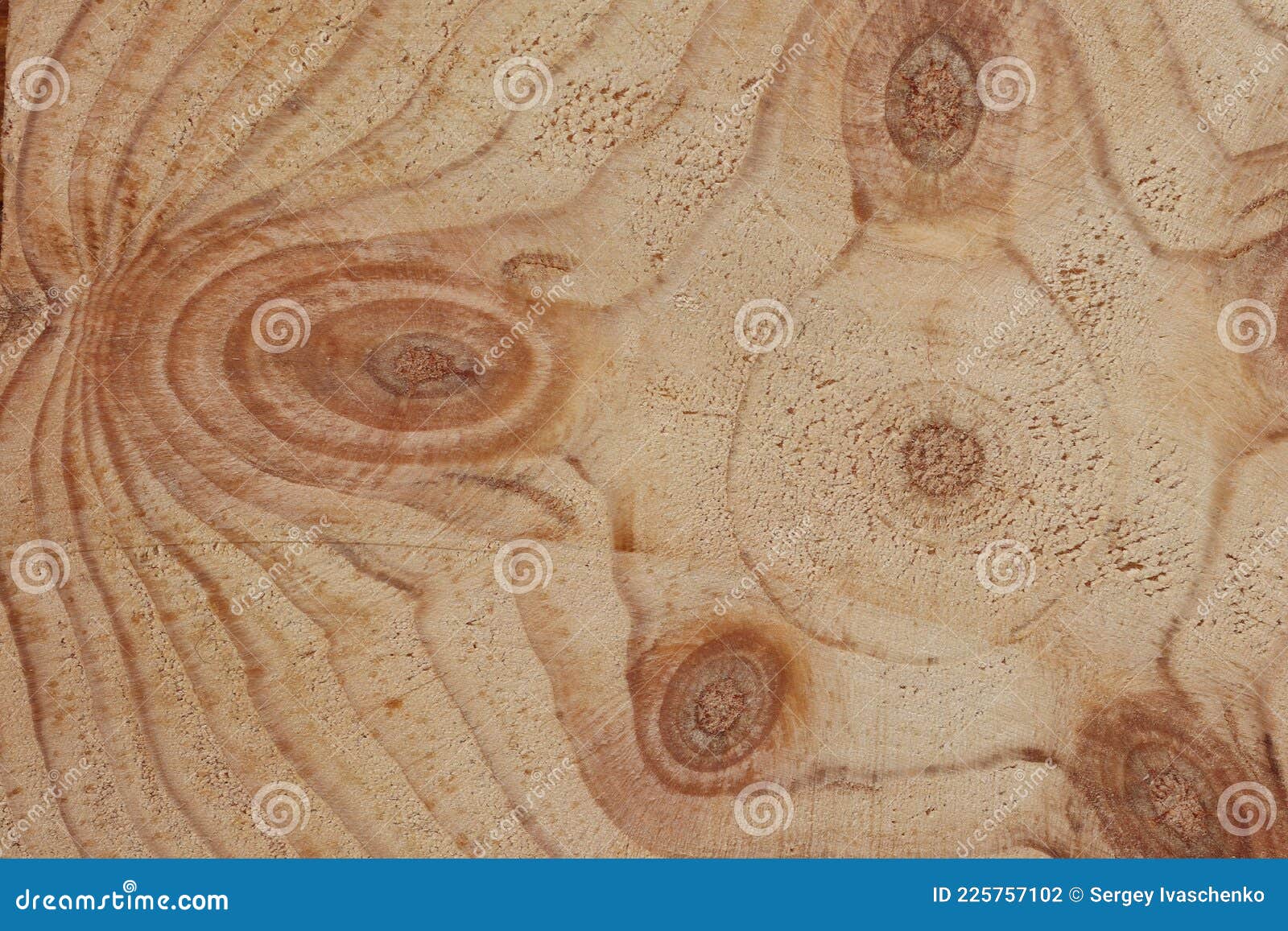 Pine tree cut texture. stock photo. Image of circle - 225757102