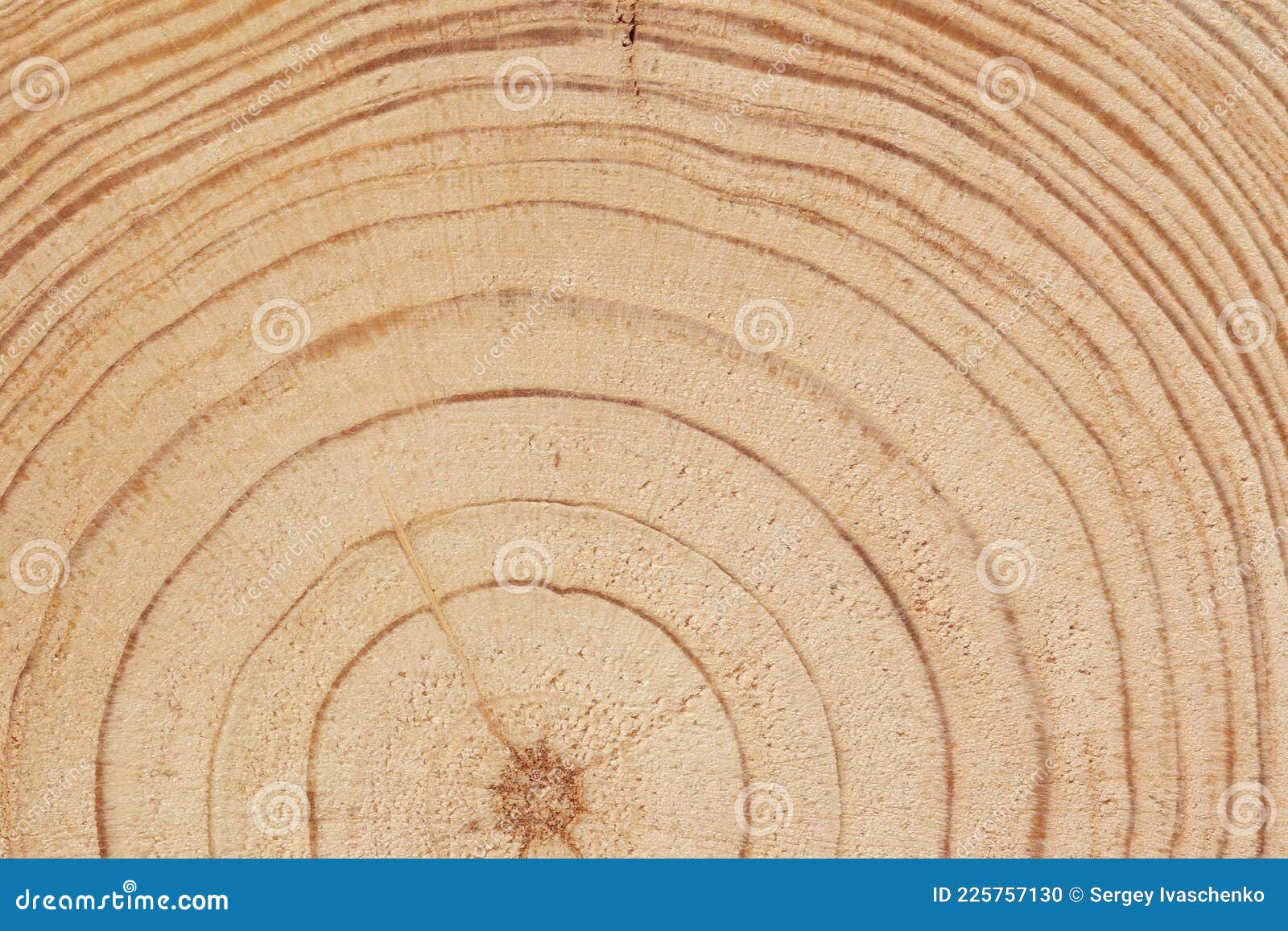 Pine tree cut texture. stock photo. Image of natural - 225757130