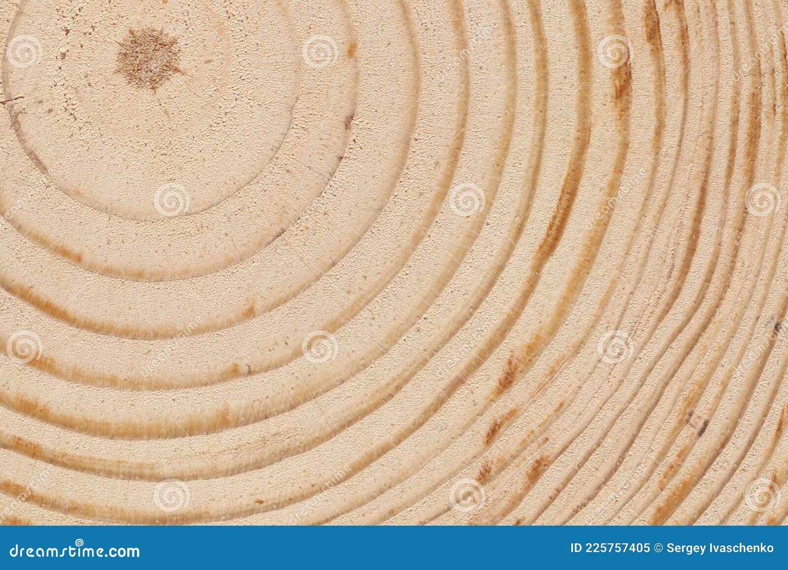 Pine tree cut texture. stock image. Image of macro, annual - 225757405