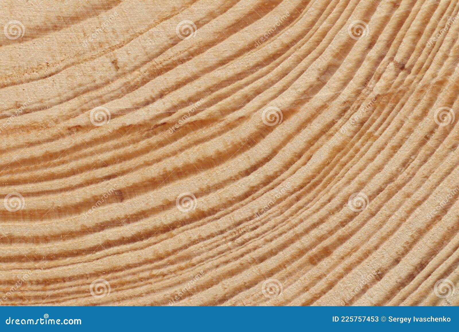 Pine tree cut texture. stock image. Image of pattern - 225757453