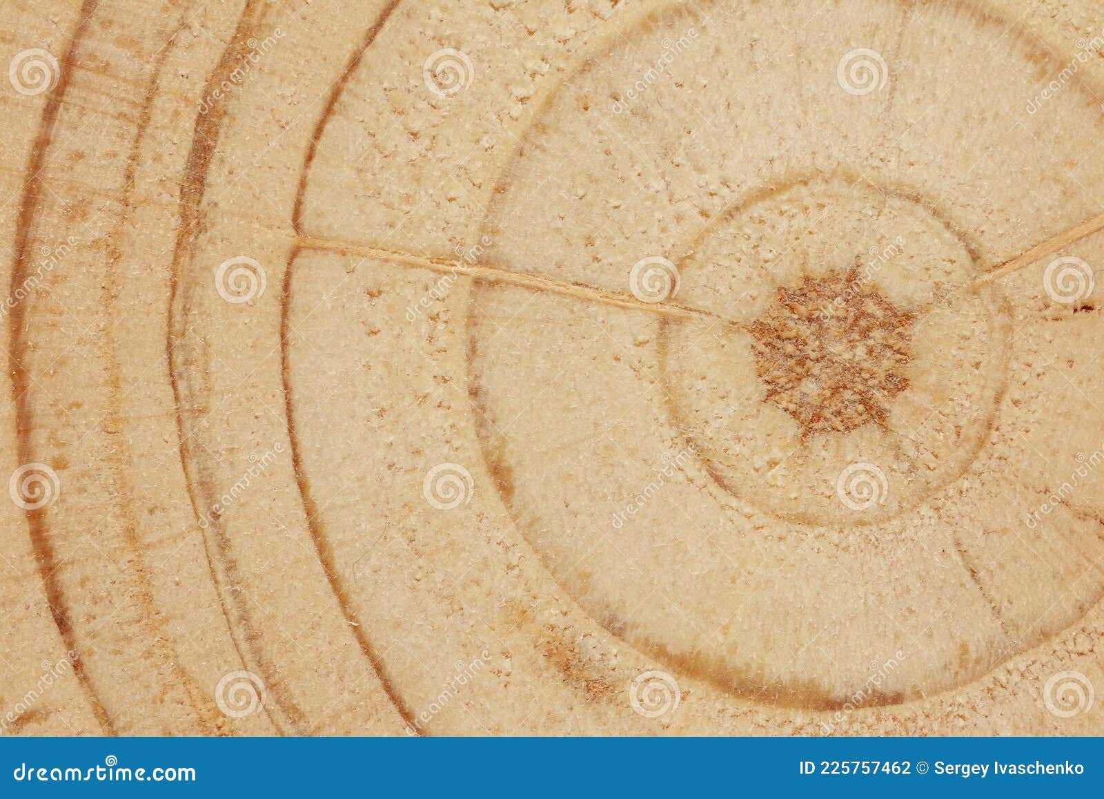 Pine tree cut texture. stock photo. Image of macro, board - 225757462