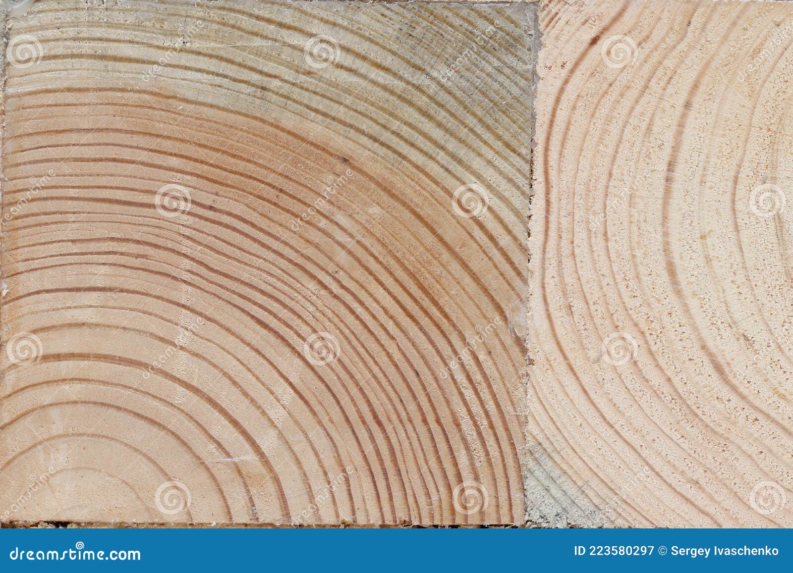 Pine tree cut texture. stock image. Image of grain, material - 223580297