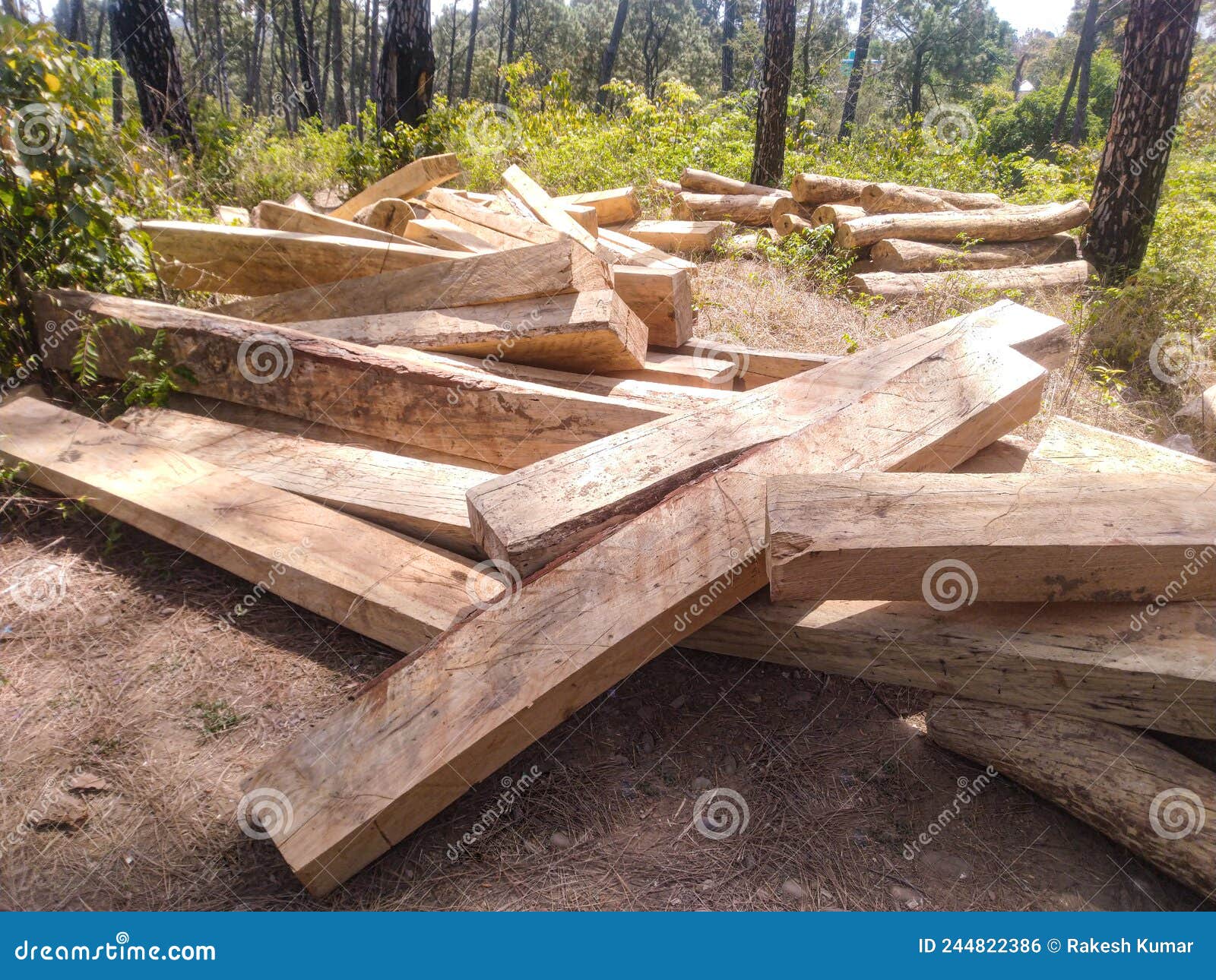 Pine Tree Cutting Process in Forest of Himachal Pradesh India 5 Stock ...