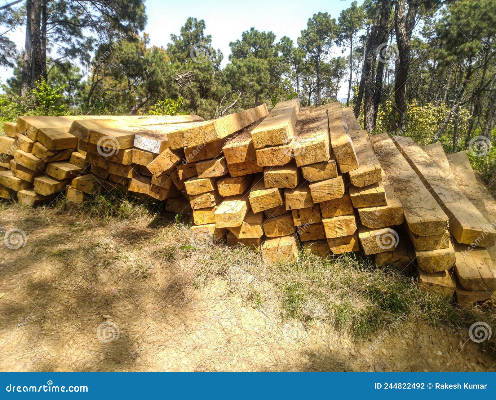 Pine Tree Cutting Process in Forest of Himachal Pradesh India 6 Stock ...